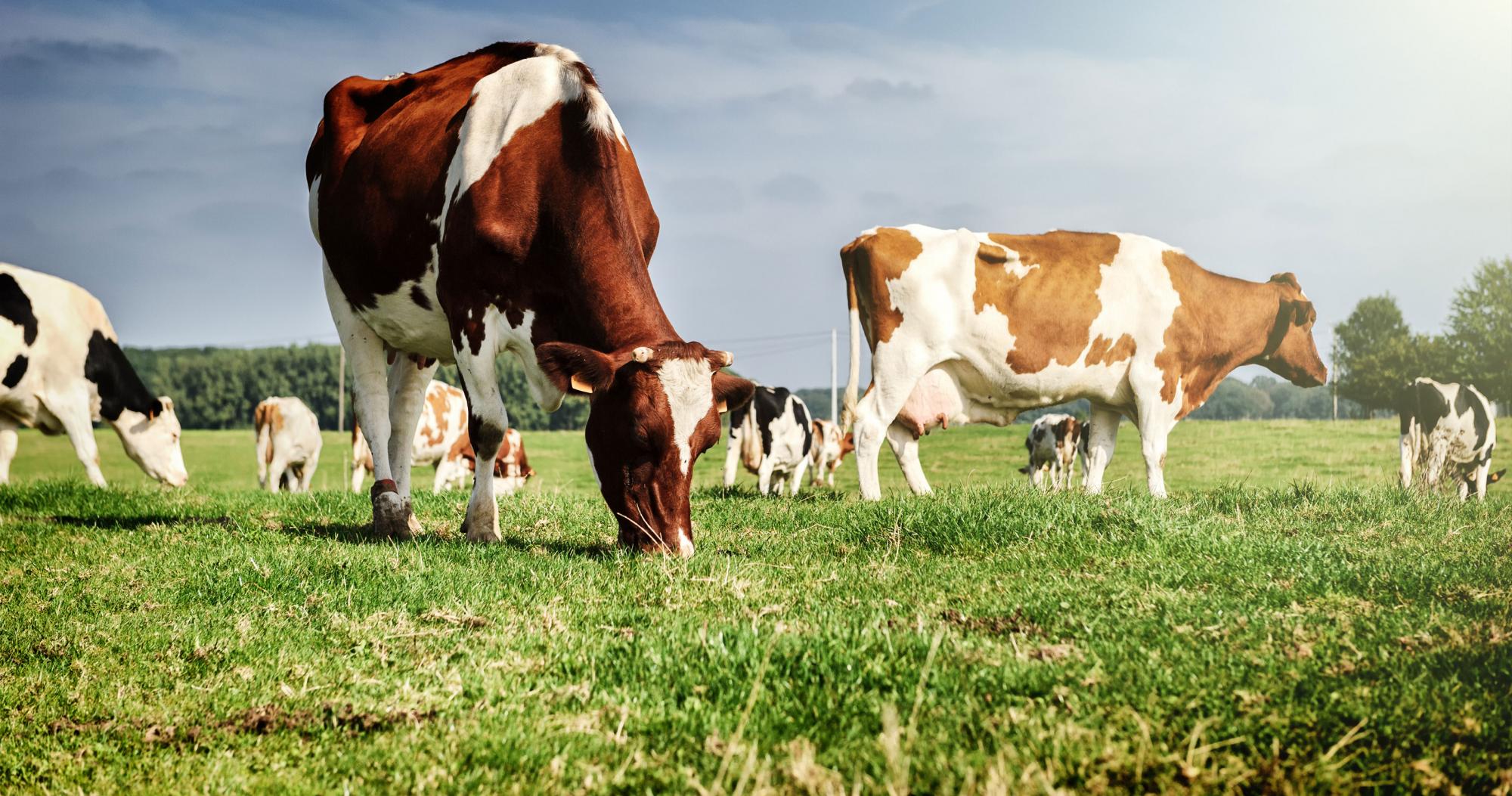 Our Story | Sealtest